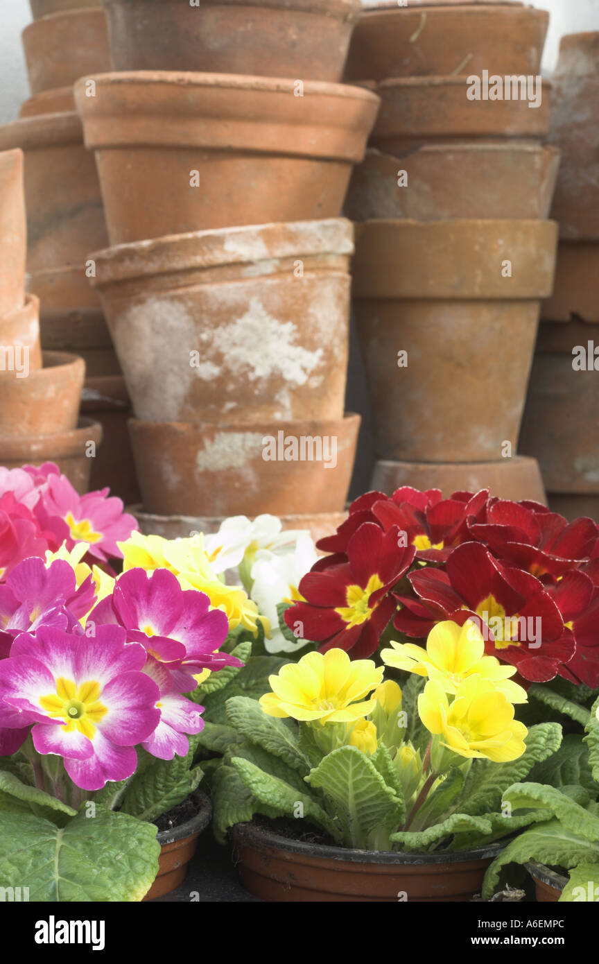 Primulas and Polyanthus planted in decorative buckets with terracotta ...