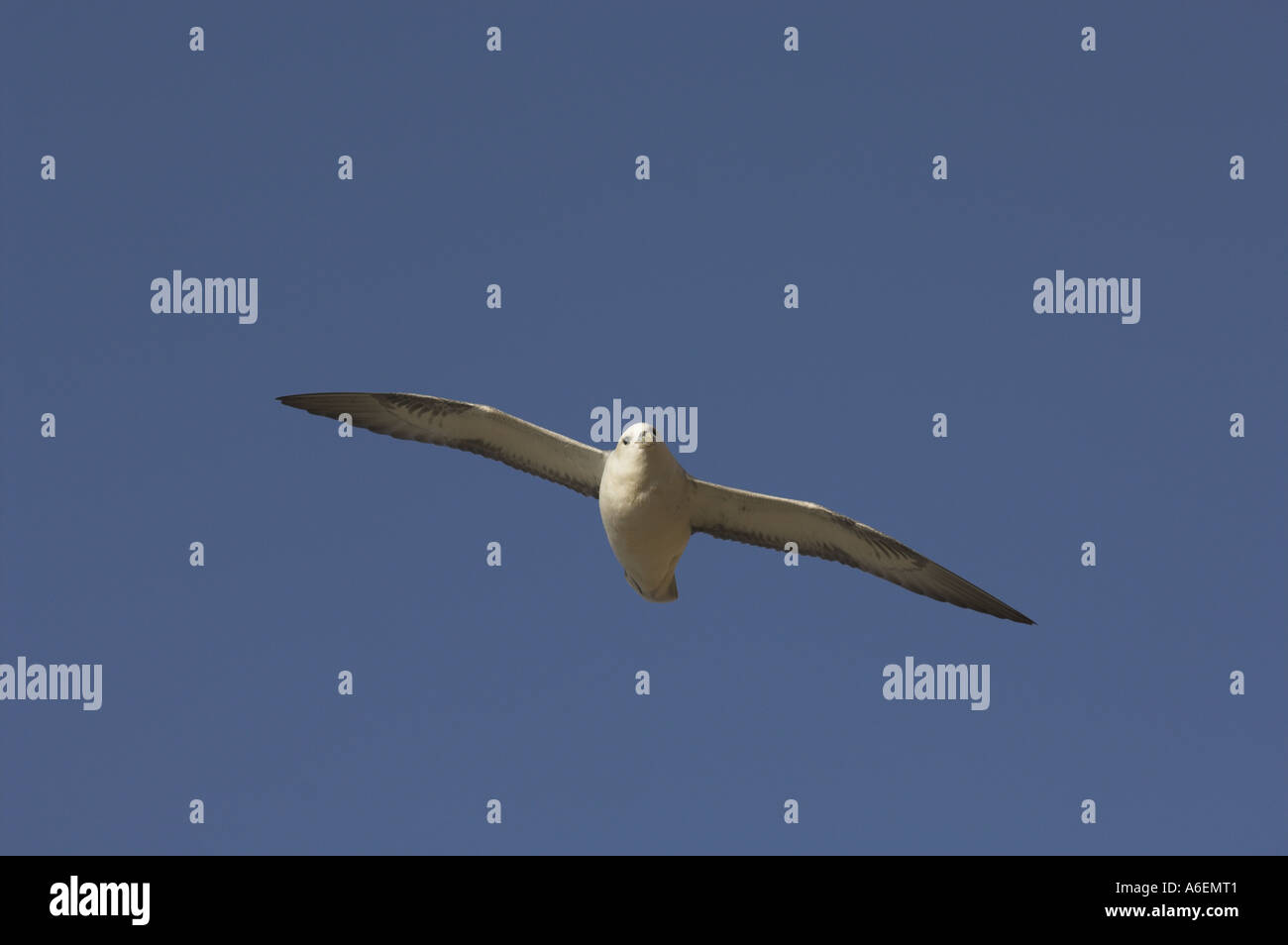 Fulmar fulmarus glacialis in flight with deep blue sky Norfolk UK Stock ...