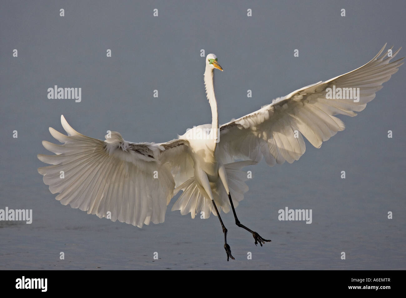 Great Egret landing Stock Photo - Alamy