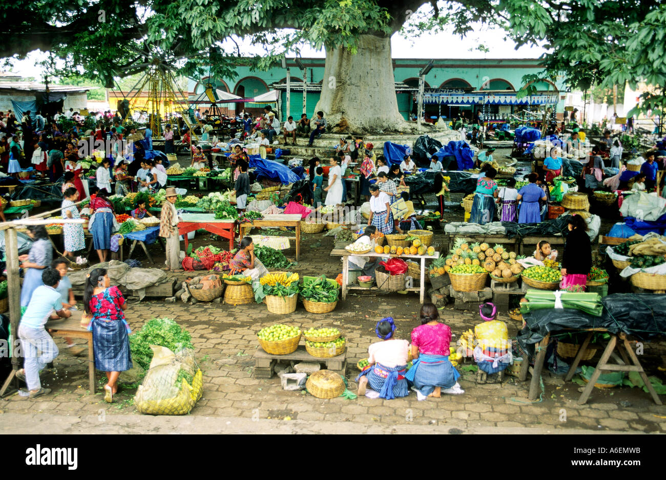 GUATEMALA PALIN Weekly market under enormous Ceiba tree in small rural ...