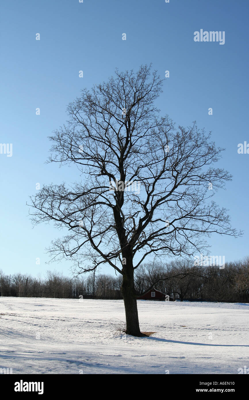 Single green tree snow blue sky hi-res stock photography and images - Alamy