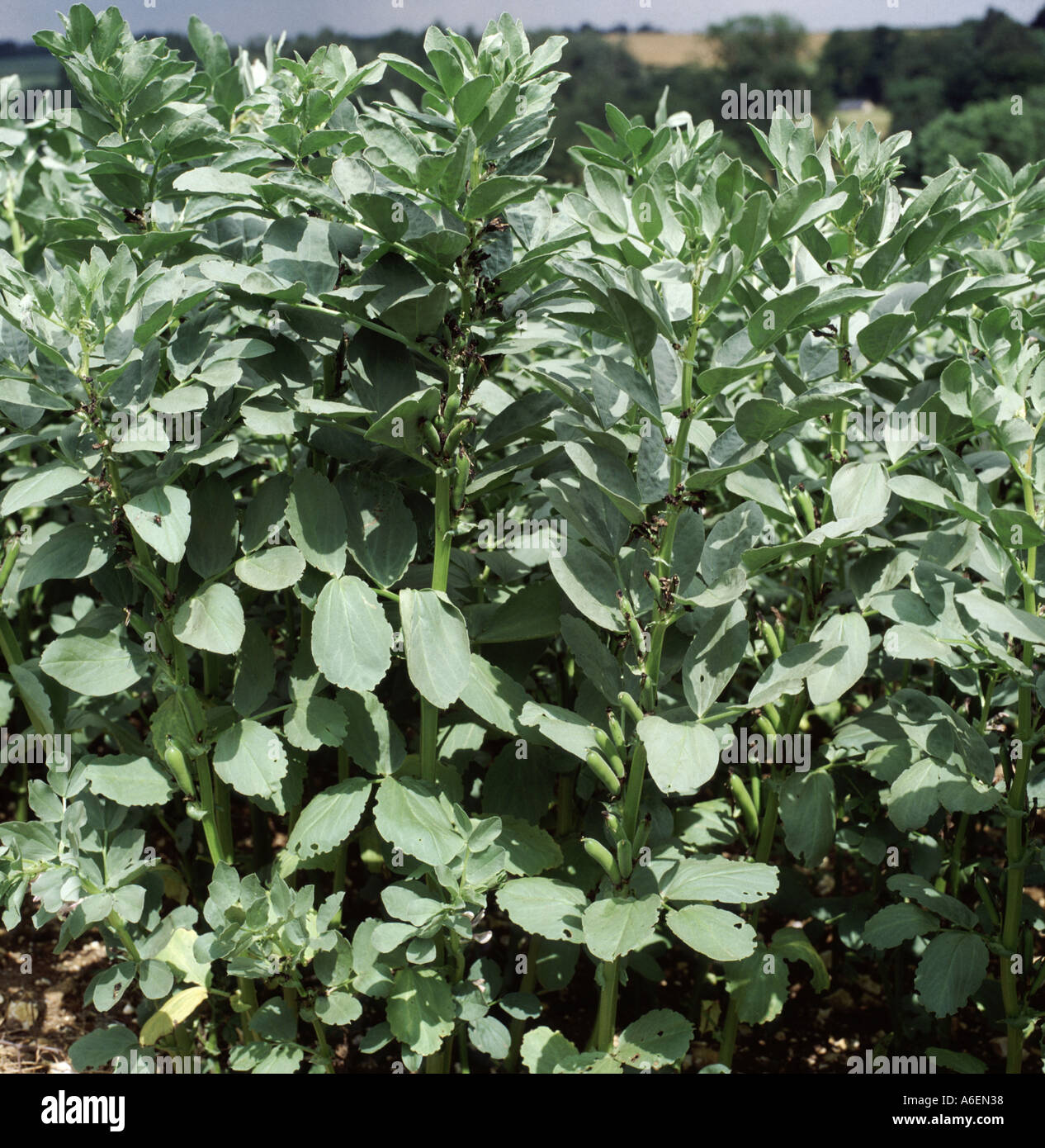 Field bean crop in early pod stage Vicia faba Stock Photo - Alamy