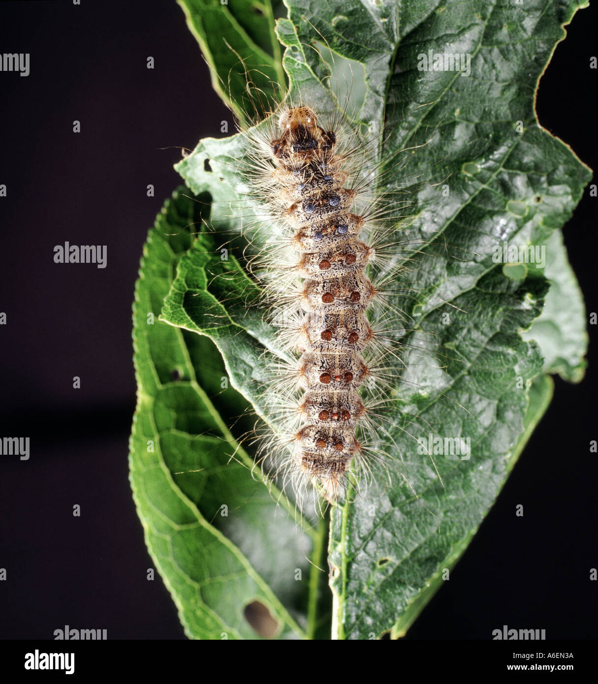 Gypsy moth caterpillar on apple leaf Lymantria dispar Stock Photo - Alamy