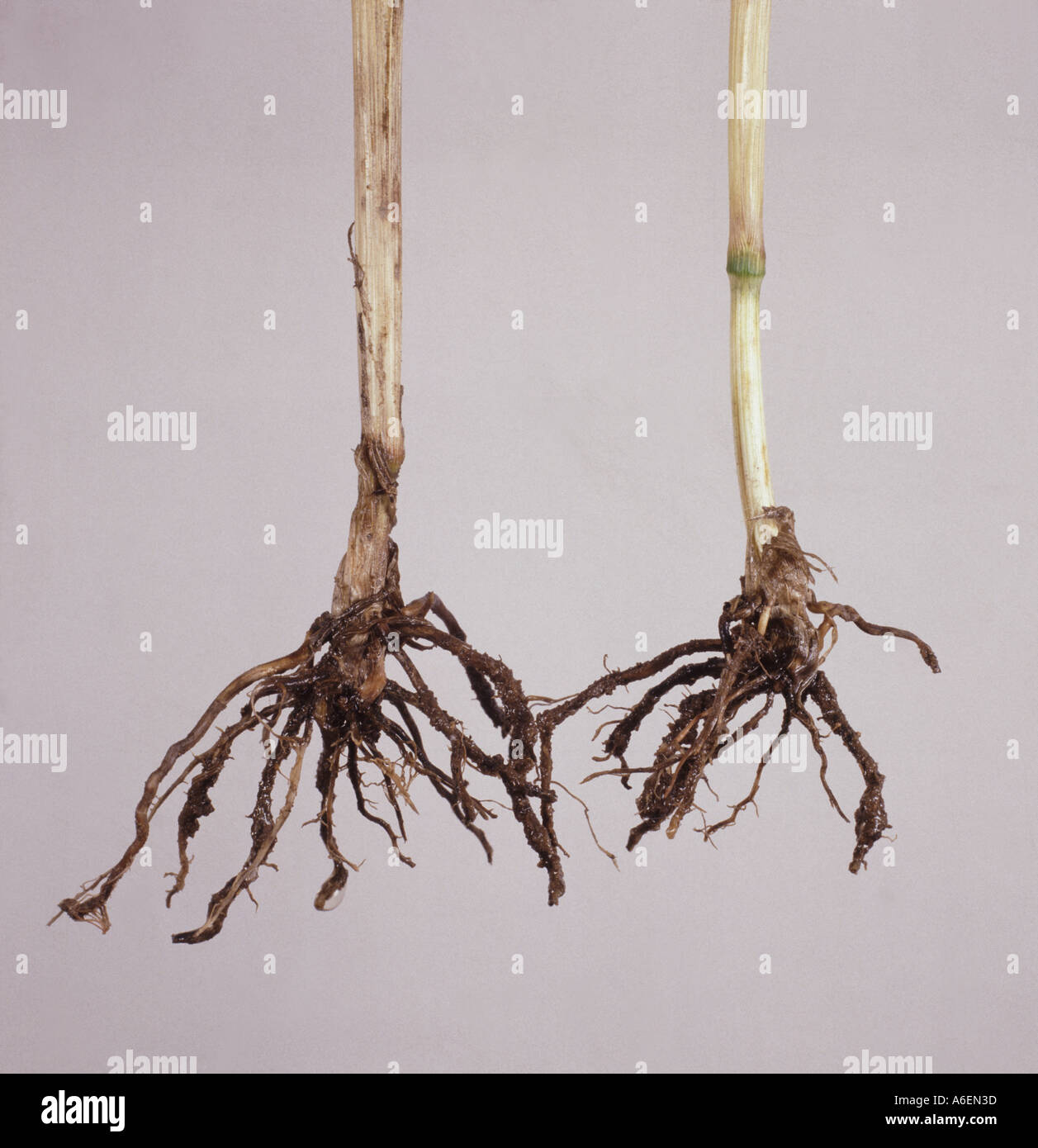 Blackened roots of wheat plant infected with Take-all Gaeumannomyces ...