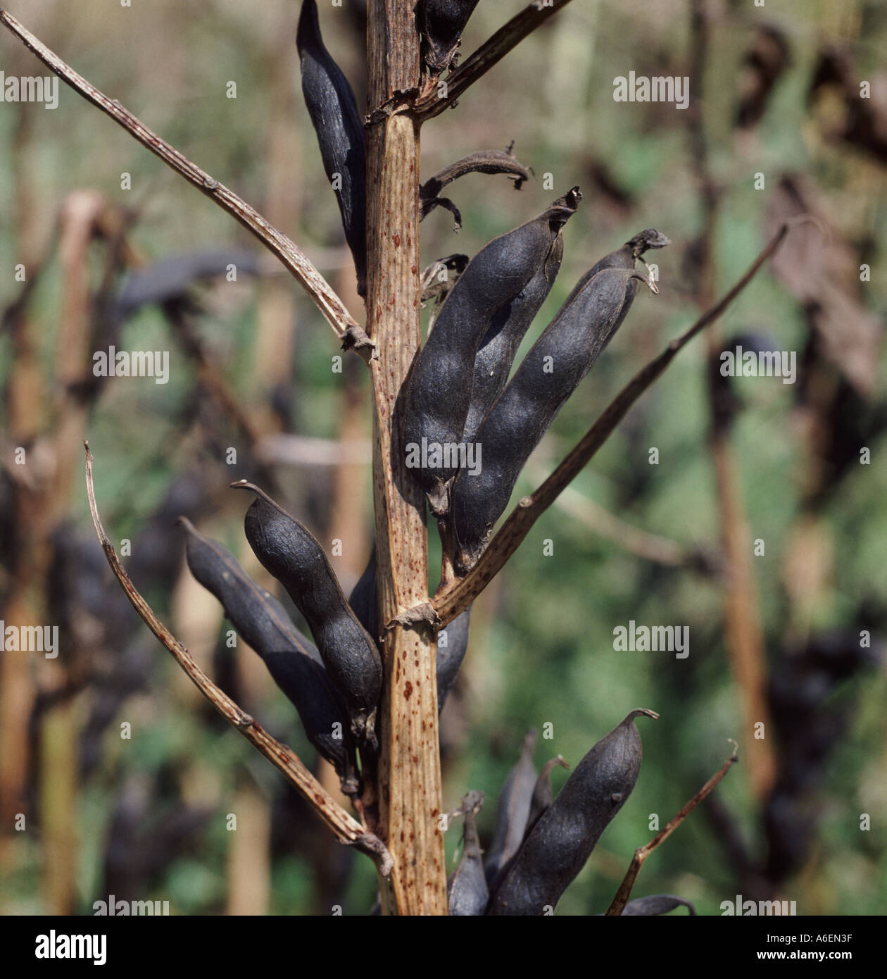 Ripe field bean crop Vicia faba Stock Photo - Alamy