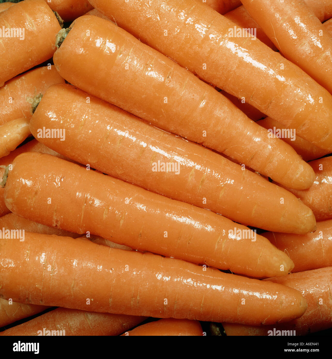 Well shaped even sized topped tailed carrots after washing Stock Photo ...