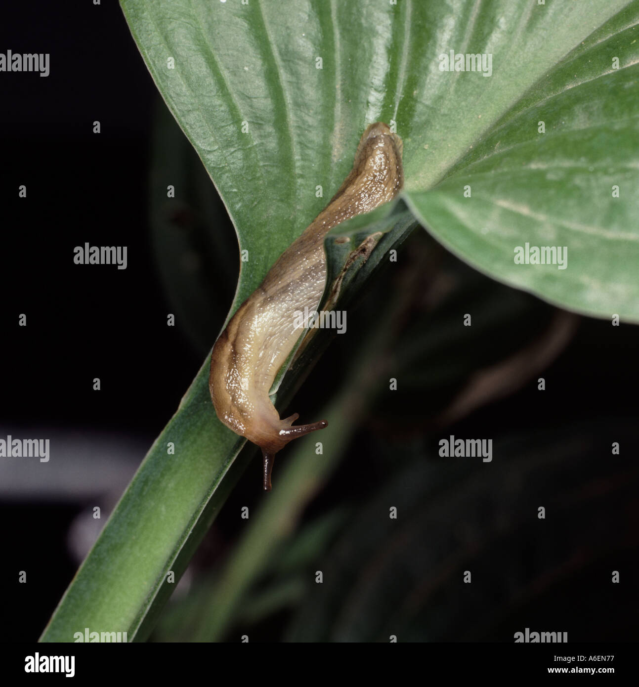 Hosta slug hi-res stock photography and images - Alamy