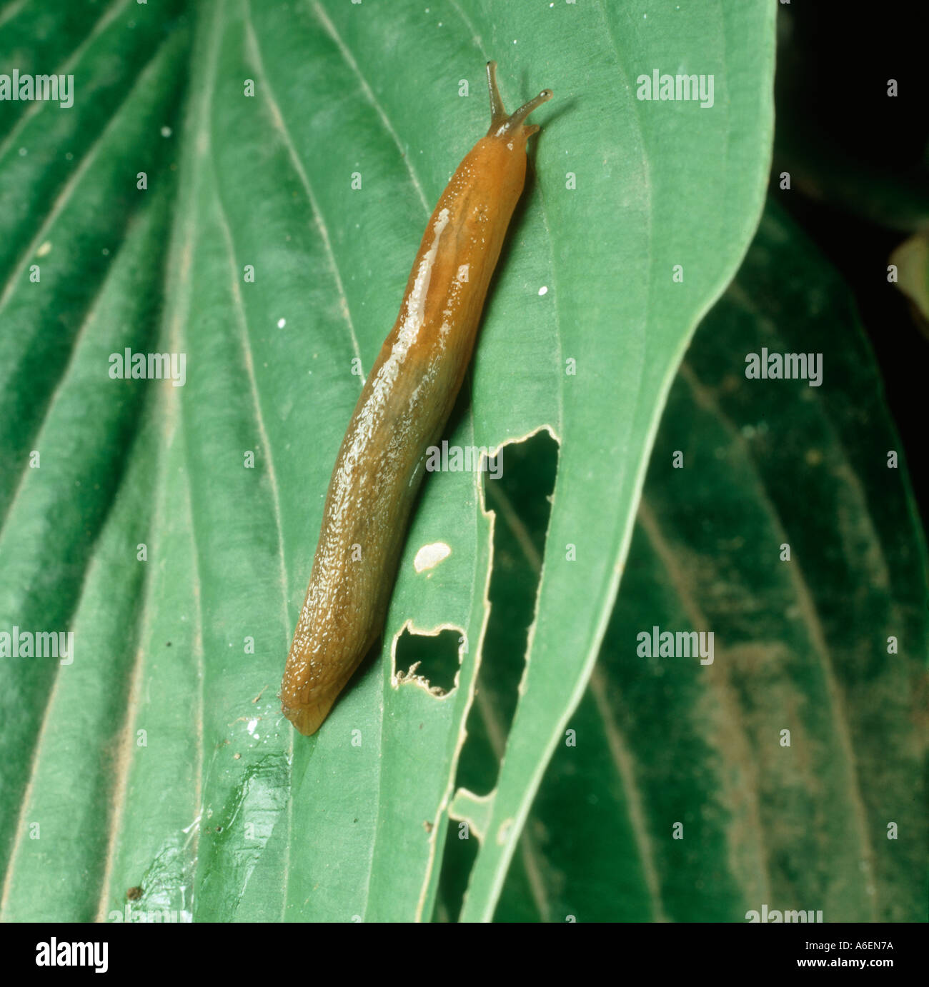 A slug on a damaged hosta leaf and leaving a slime trail in its wake ...