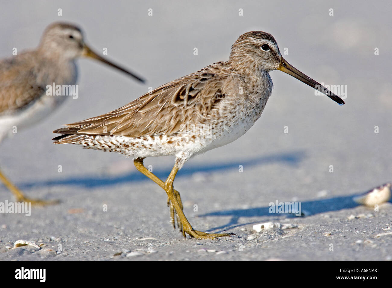 Lesser yellowlegs hi-res stock photography and images - Alamy