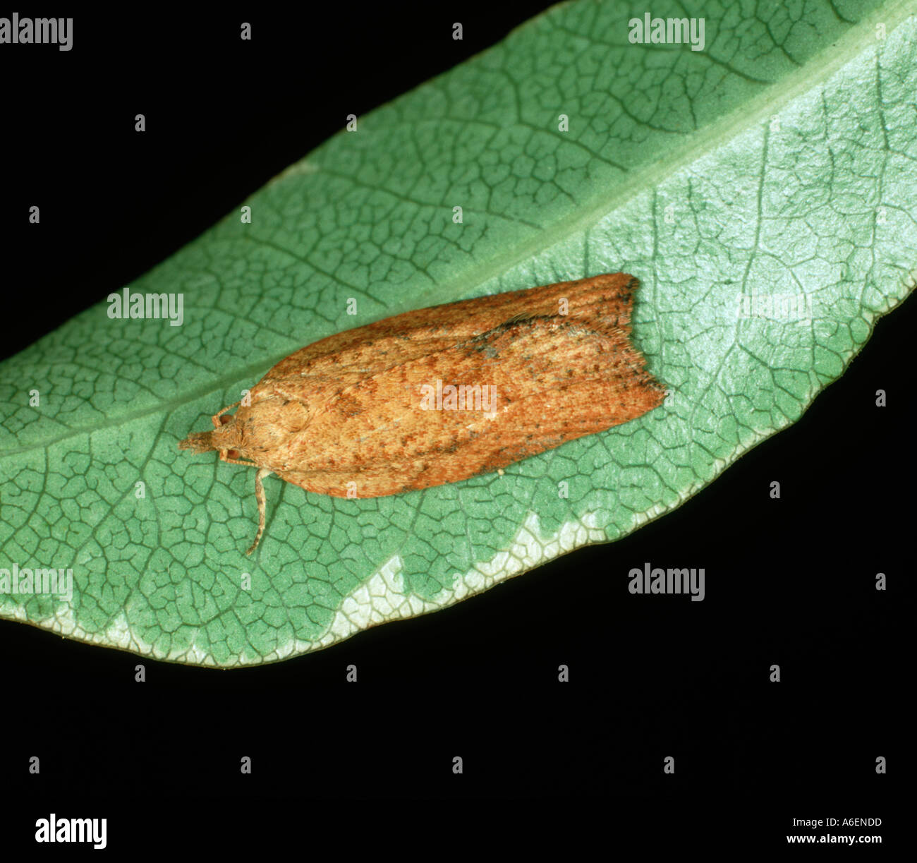 Carnation tortrix Cacoecimorpha pronubana male moth on leaf Stock Photo ...