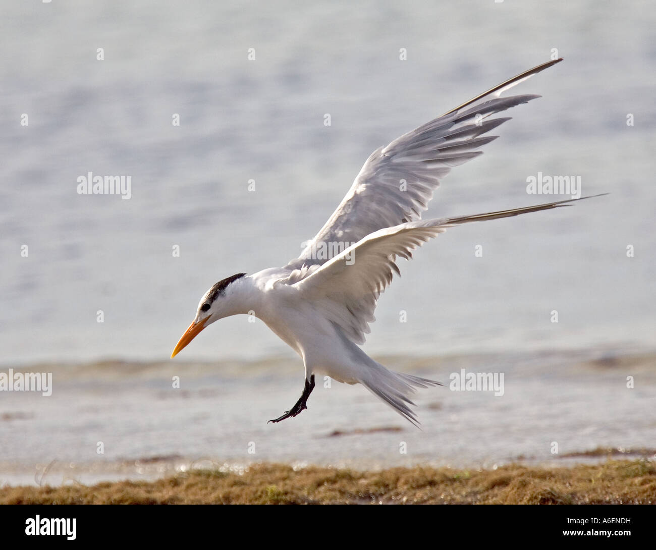 Royal Tern landing Stock Photo - Alamy