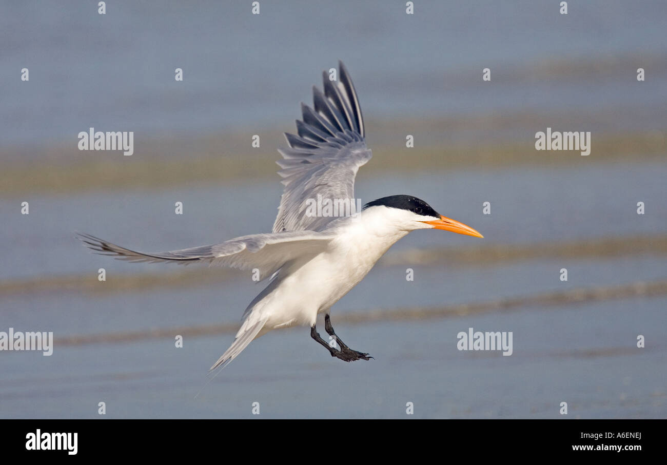 Royal Tern in flight Stock Photo - Alamy