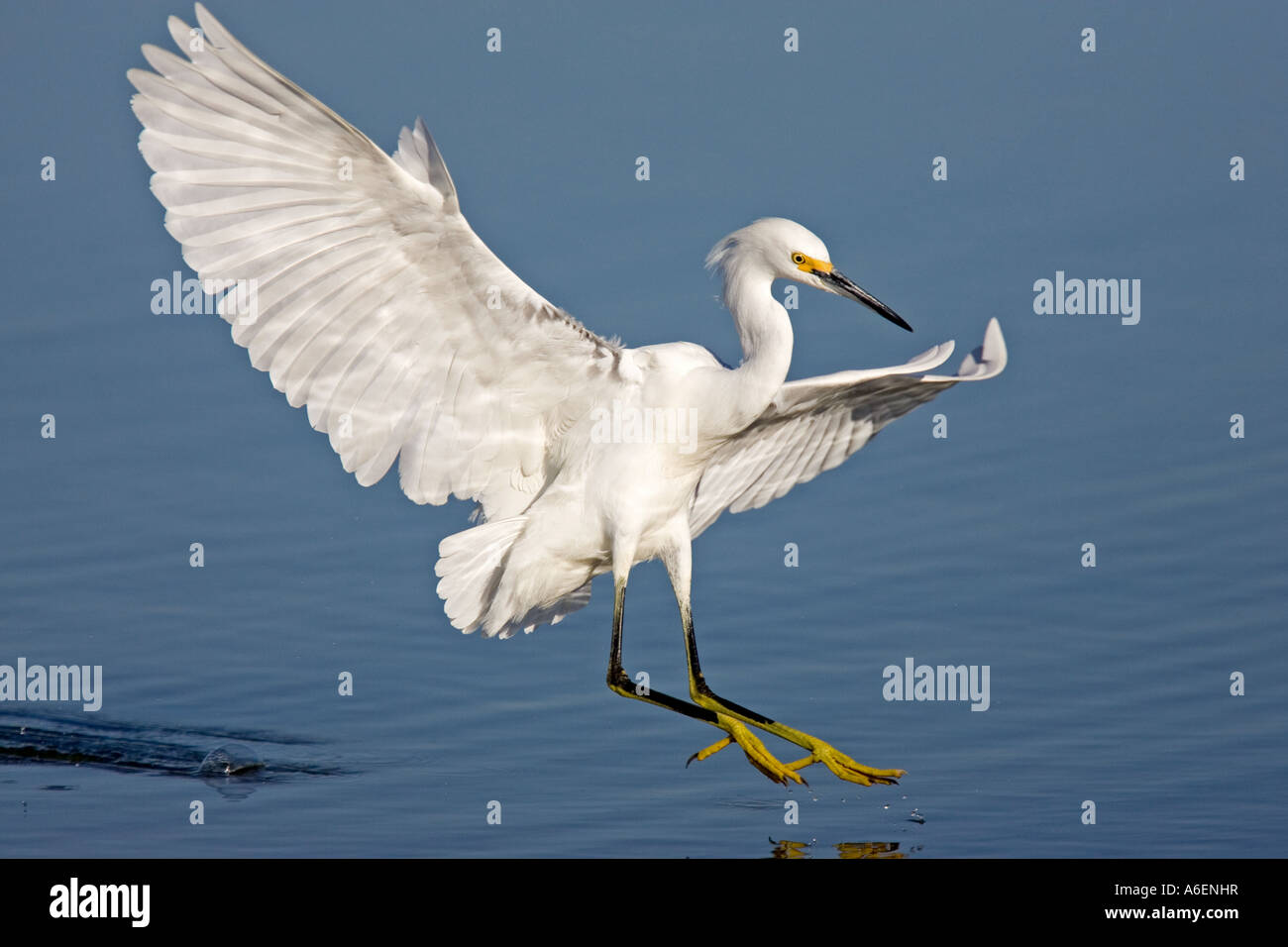 Snowy egret landing in lagoon Stock Photo - Alamy