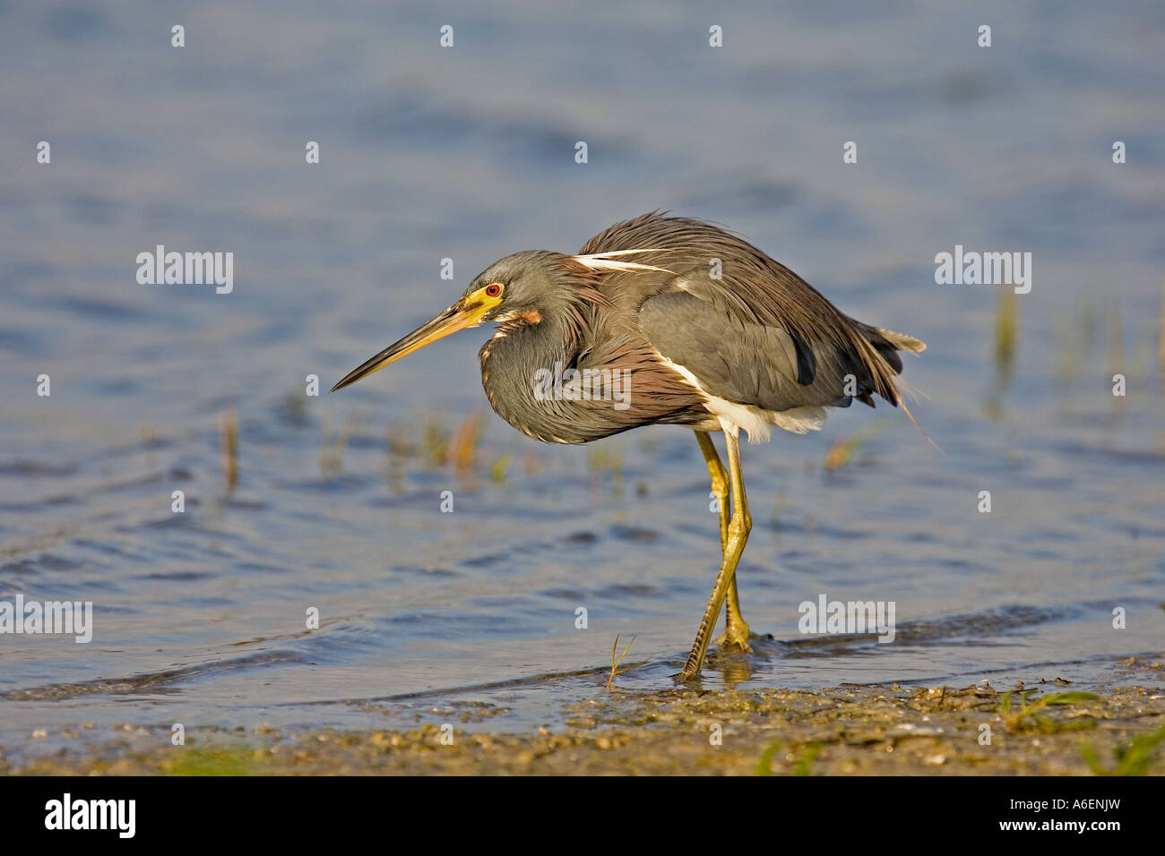 Tricolor heron waiting Stock Photo - Alamy