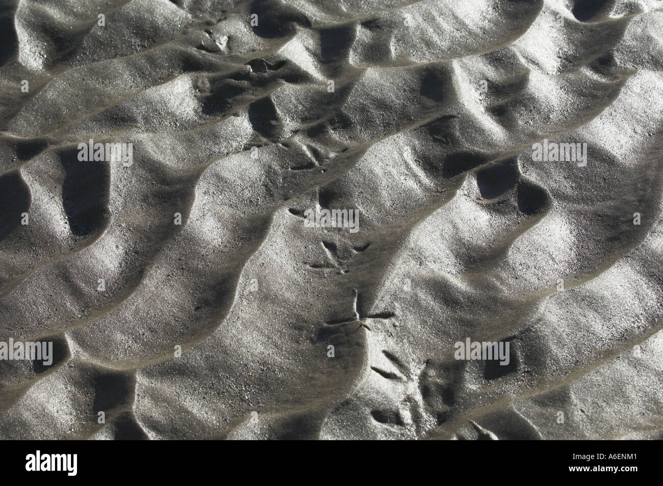 Inter tidal wader hi-res stock photography and images - Alamy