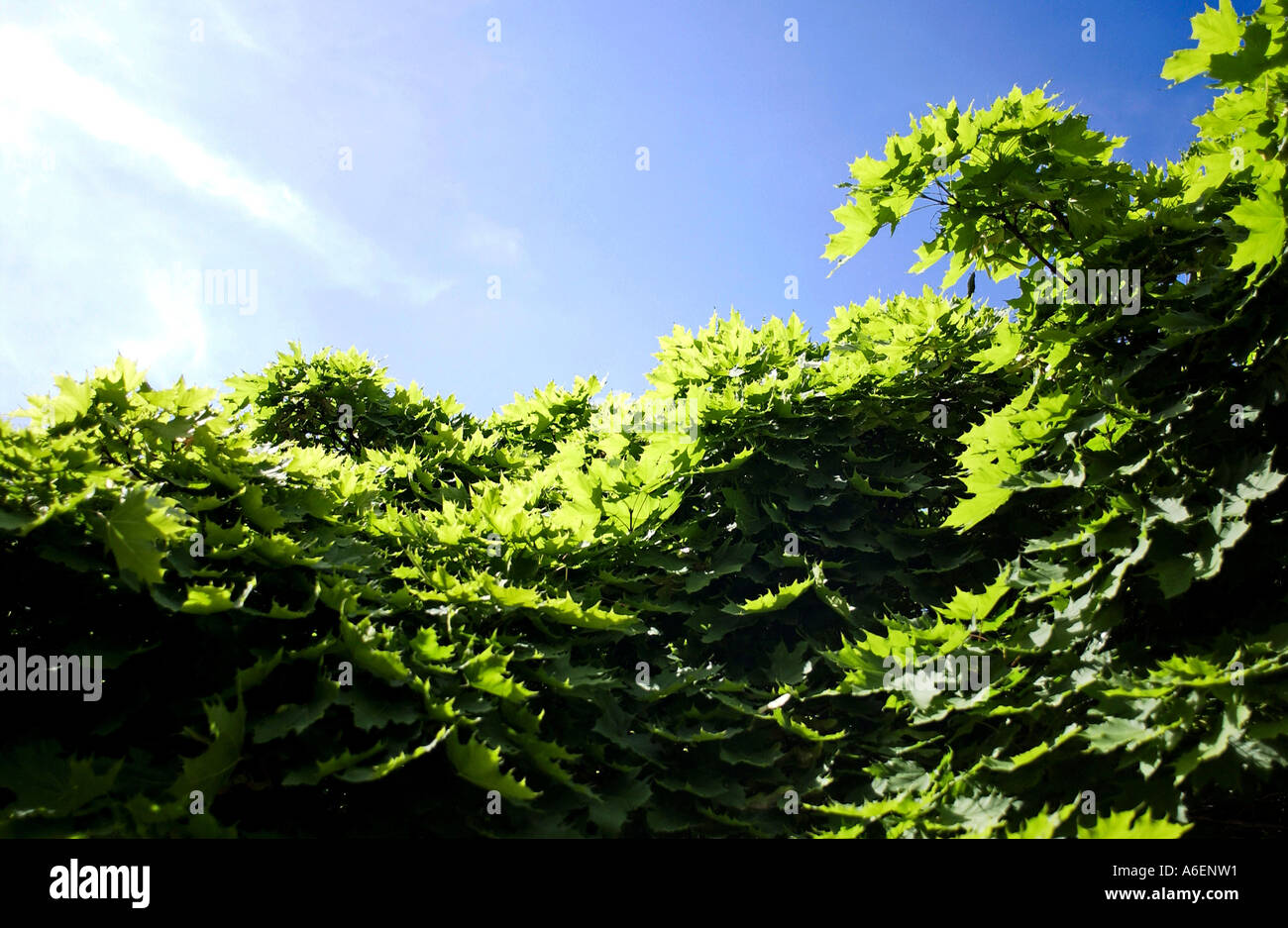 Leaves of a plane tree Stock Photo - Alamy