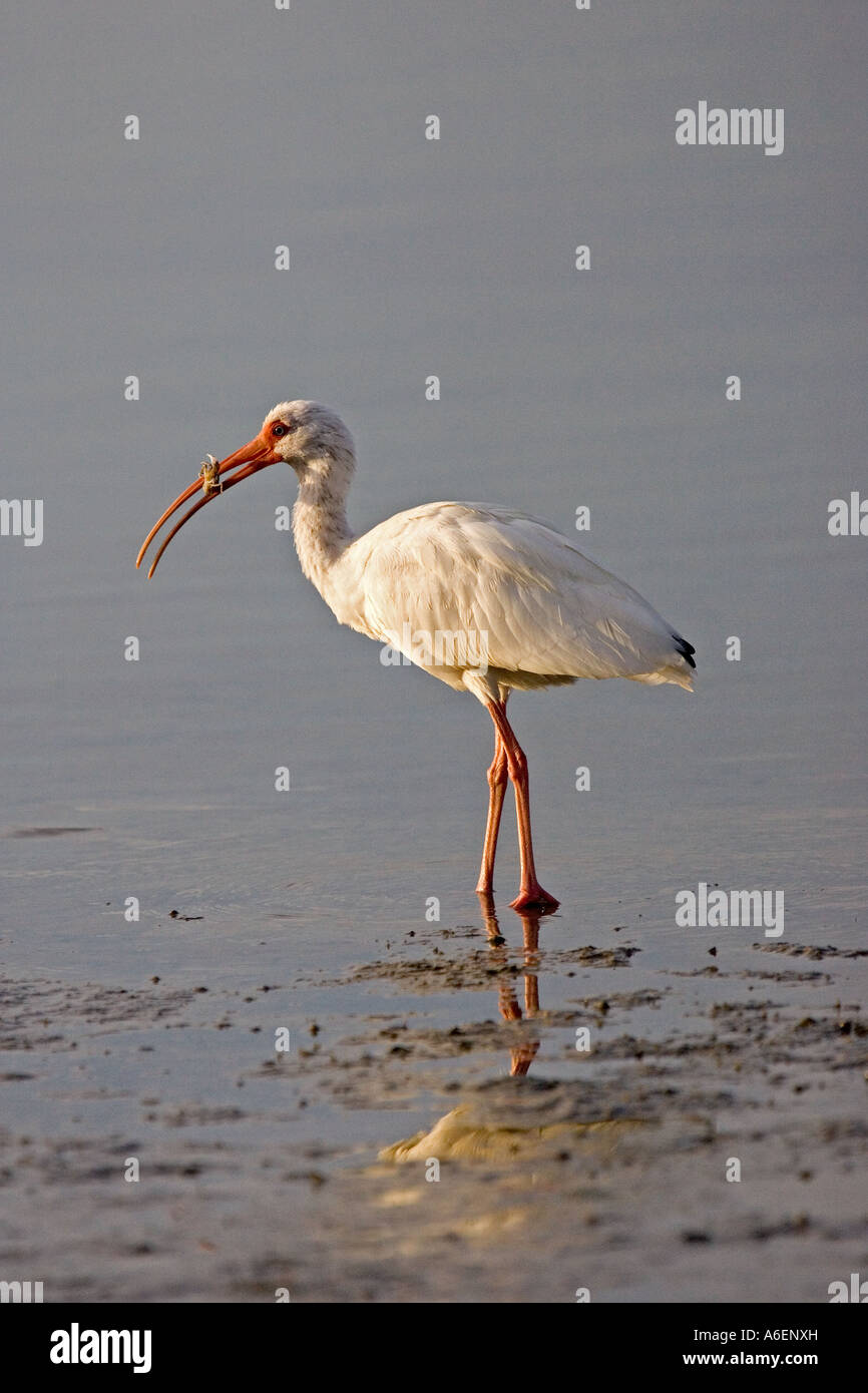 Ibis family hi-res stock photography and images - Alamy