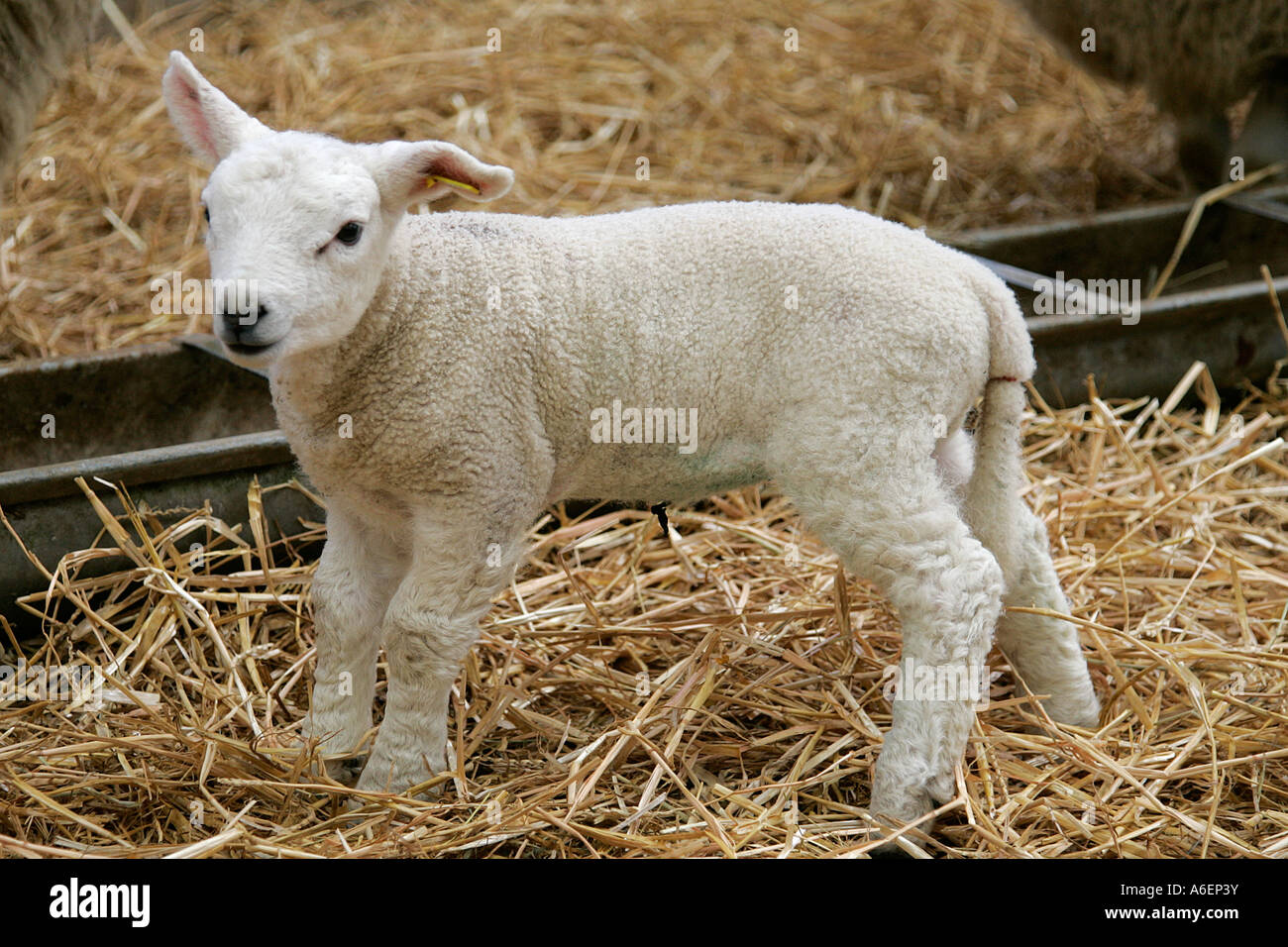 new born lamb Stock Photo - Alamy