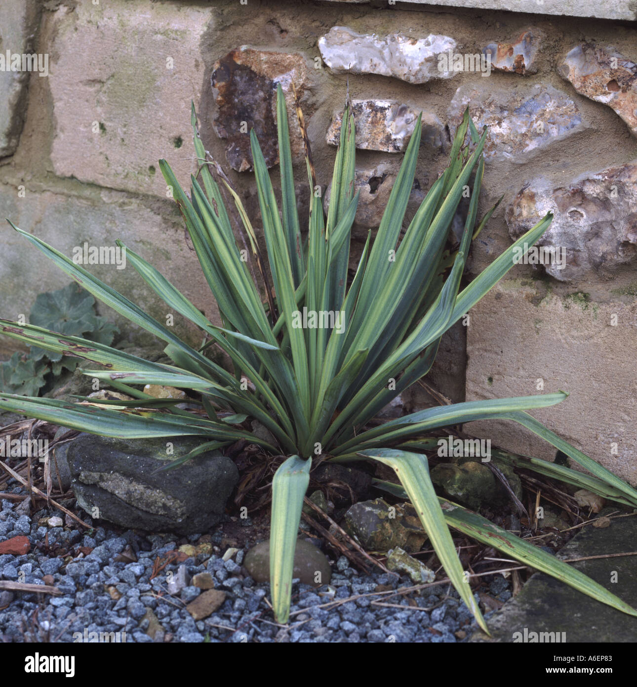 Yucca plant with iron deficiency garden setting Stock Photo - Alamy