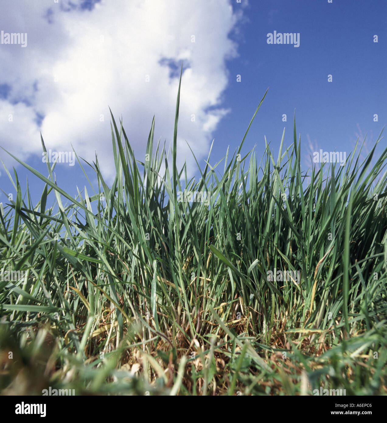 Graminae hi-res stock photography and images - Alamy