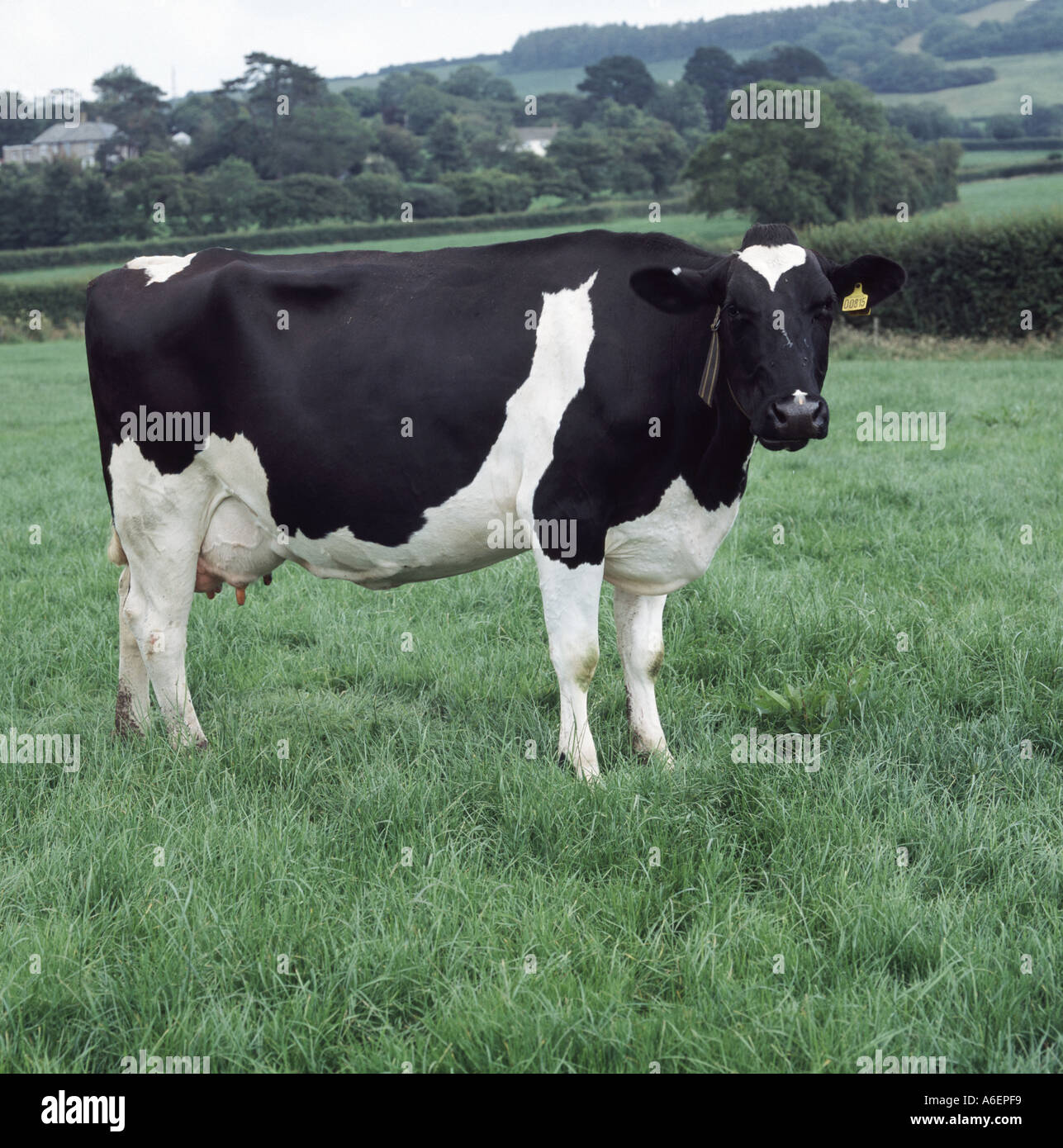 Cow Profile High Resolution Stock Photography and Images - Alamy