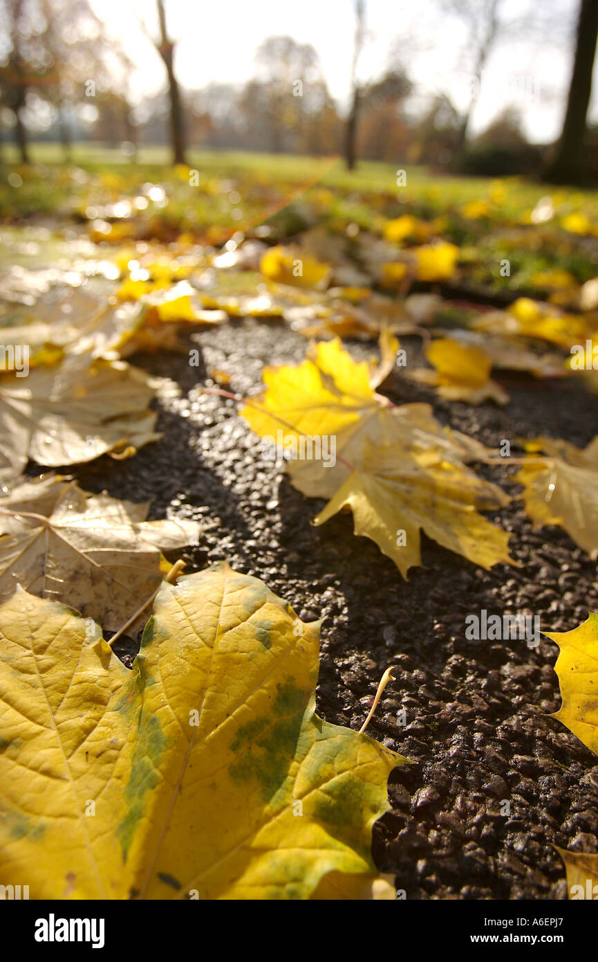 Autum foliage on the earth Stock Photo - Alamy