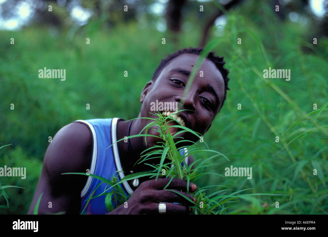 African marijuana plants hi-res stock photography and images - Alamy