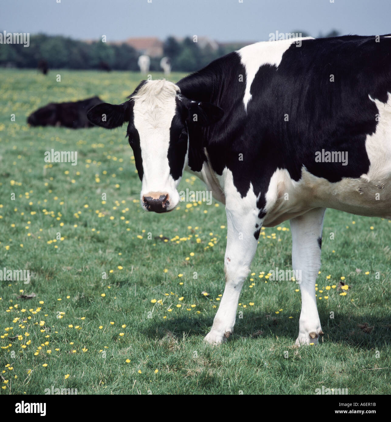 Close up of Friesian dairy cow in field Bos taurus Stock Photo - Alamy