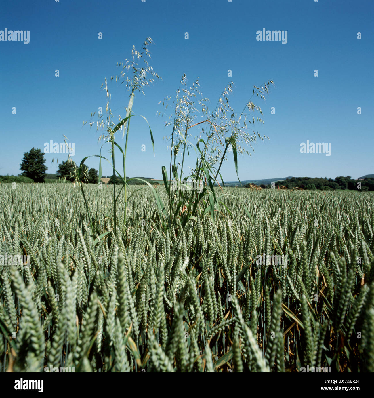 Close up of Wild oats Flowering in ripening Wheat crop Stock Photo - Alamy