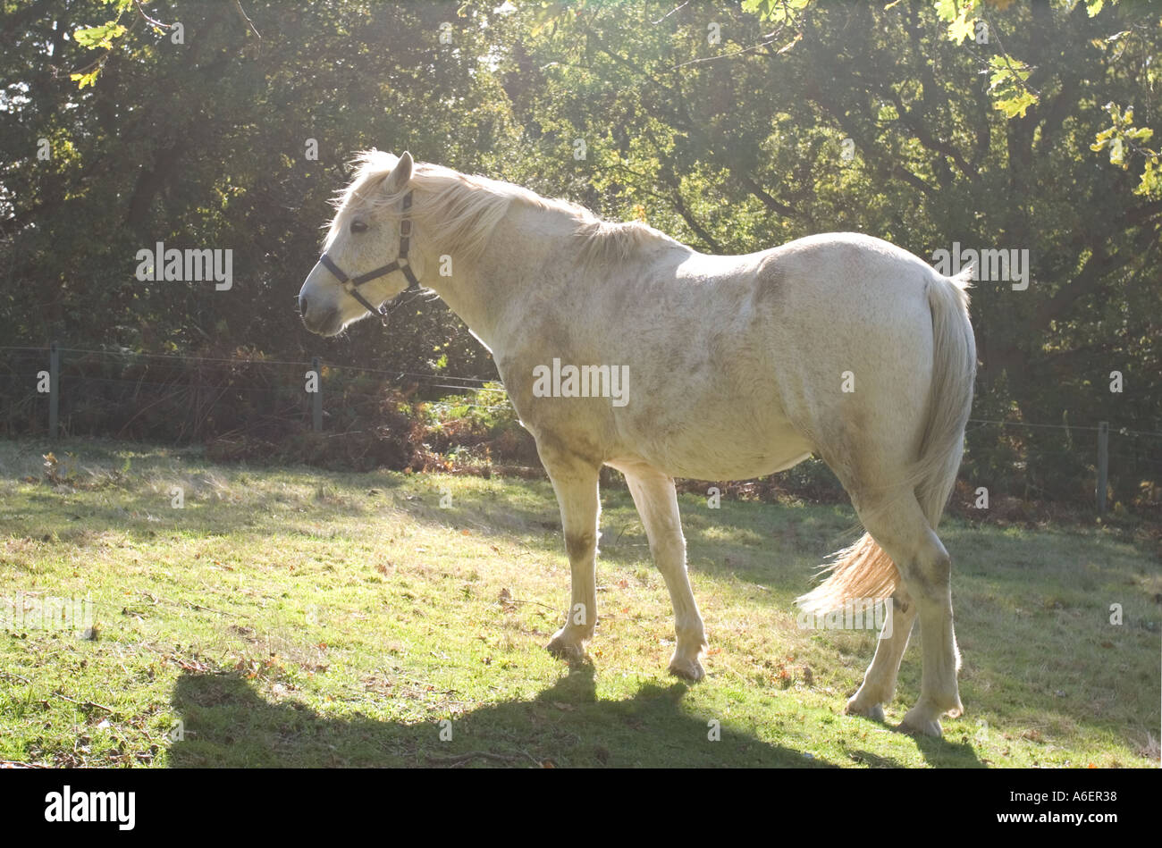 Suffolk horse riding hi-res stock photography and images - Alamy