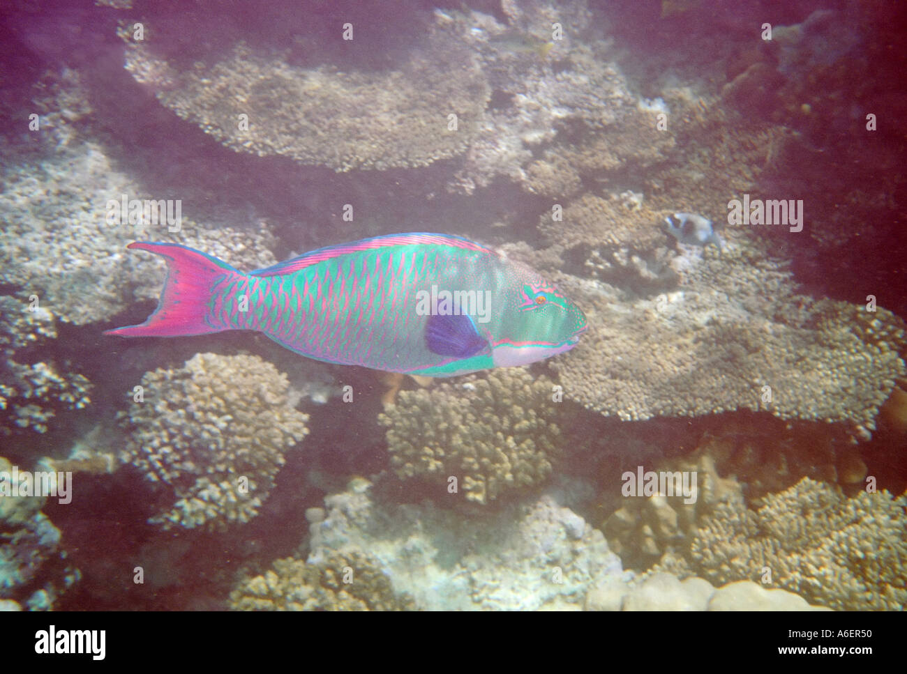 Bicolour Parrotfish Swimming in Coral Reef "Cetoscarus bicolor" "Red ...