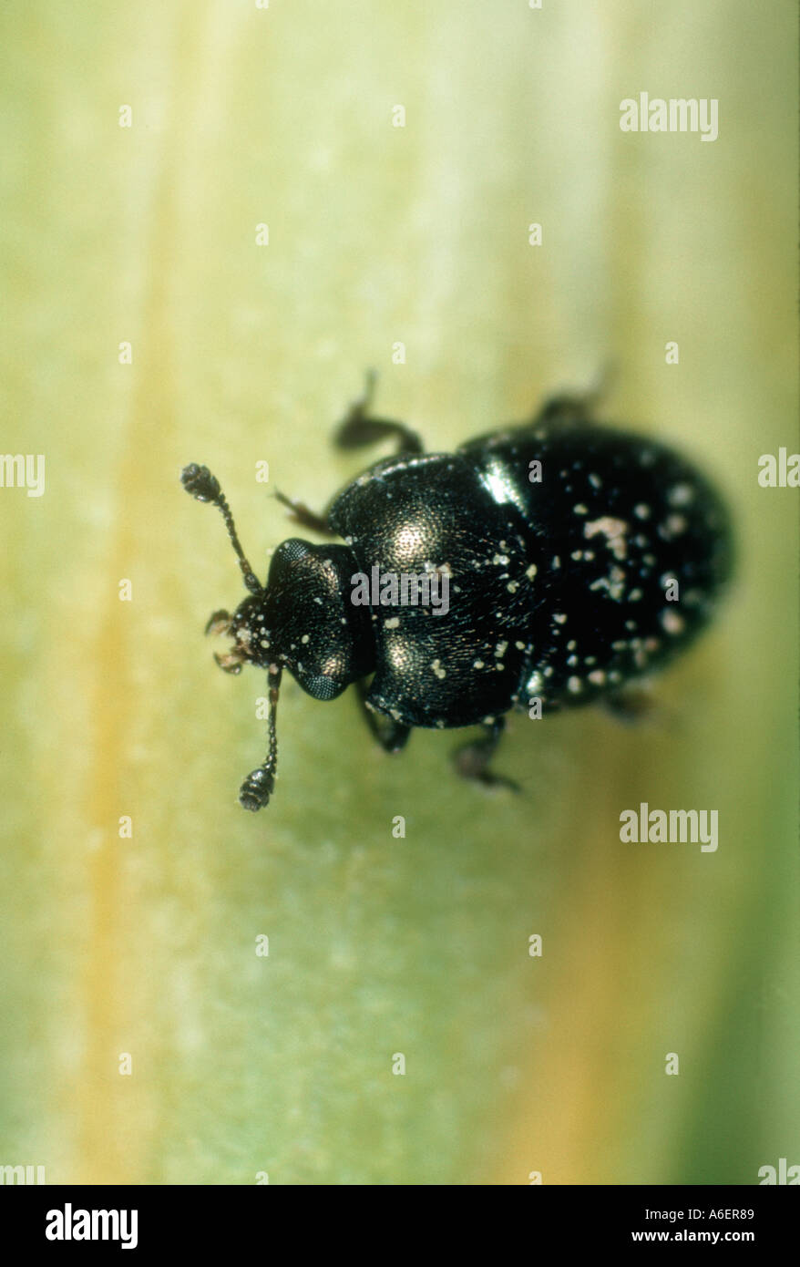 Nitulidae hi-res stock photography and images - Alamy