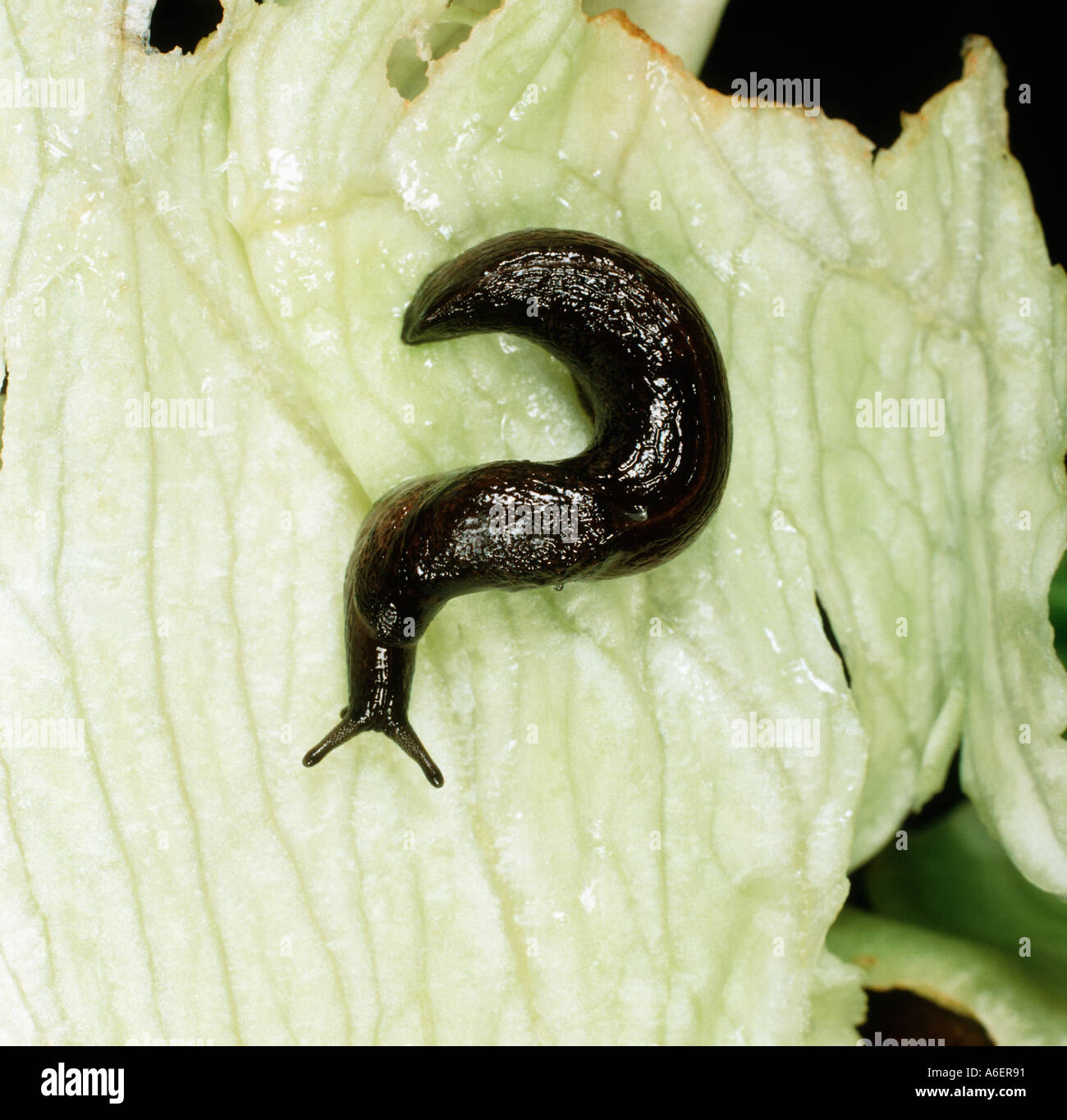 Keeled slug tandonia budapestensis hi-res stock photography and images ...