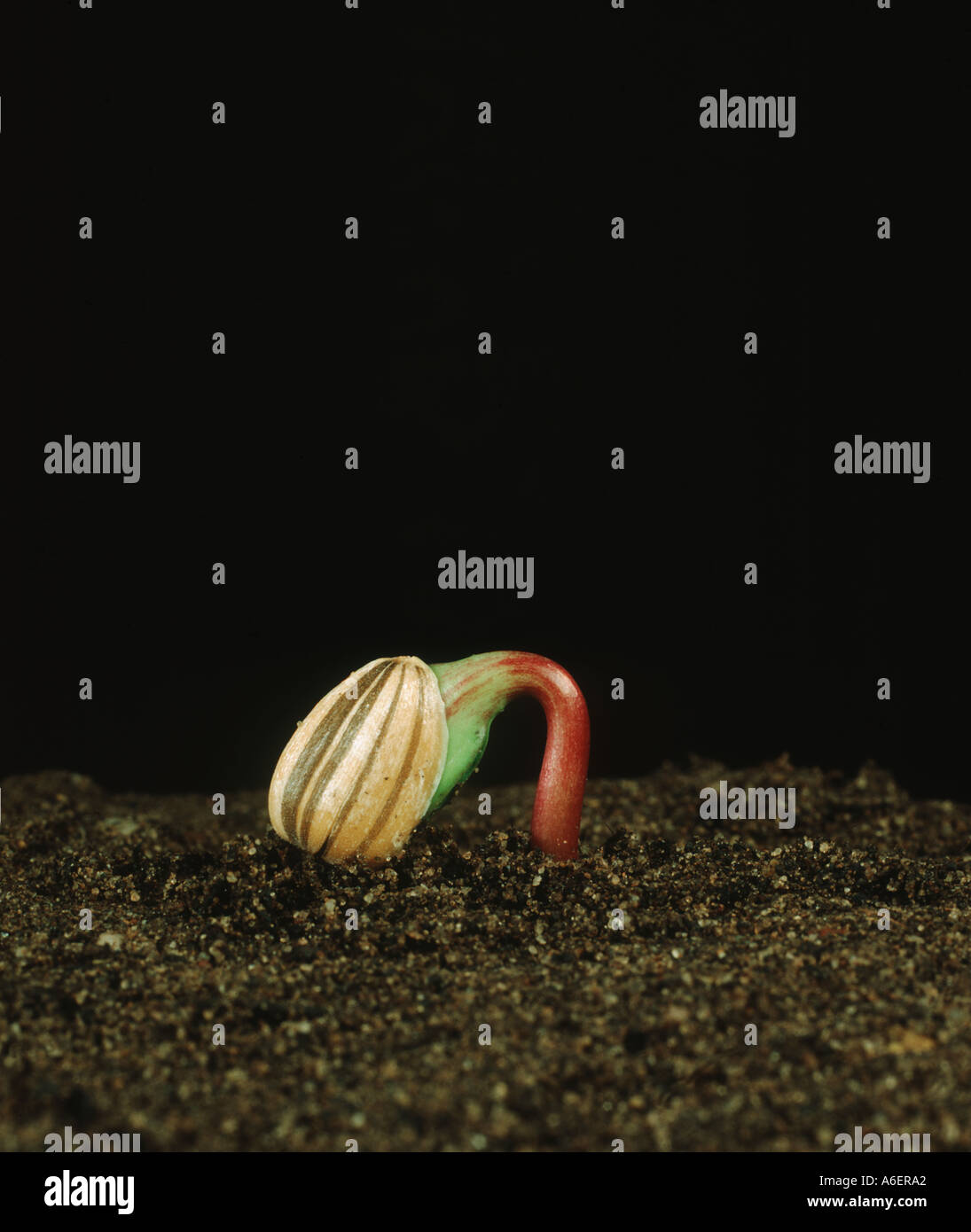 Germinating sunflower Helianthus annuus seedling just emerging from the ...