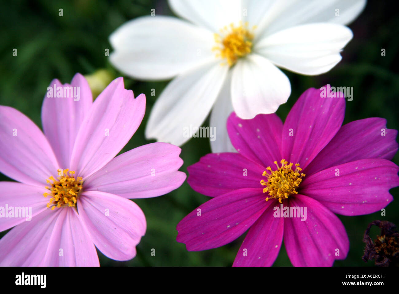 Cosmos flowers in shades of pink and purple Stock Photo - Alamy
