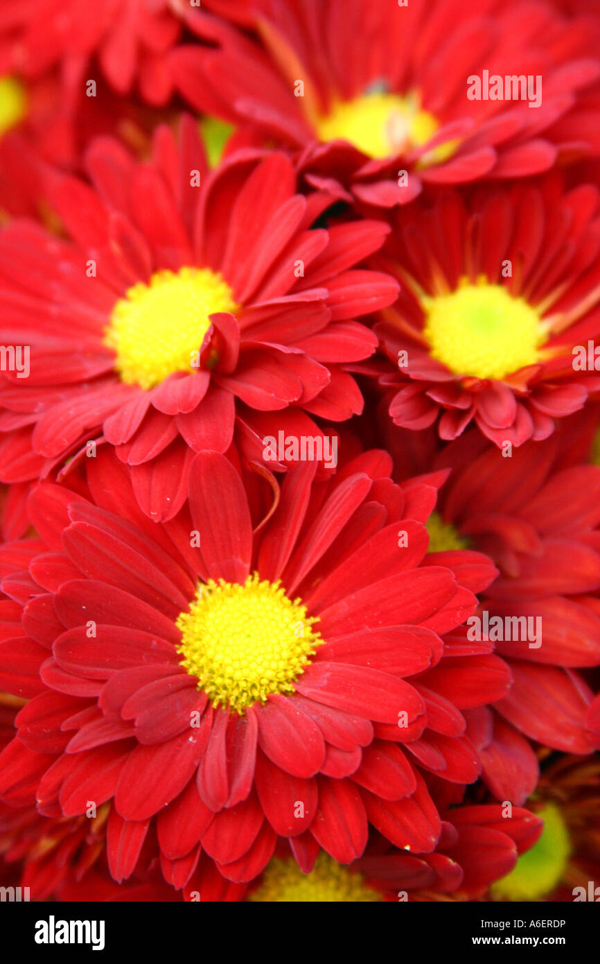 Bright red daisies with a yellow centre Stock Photo - Alamy