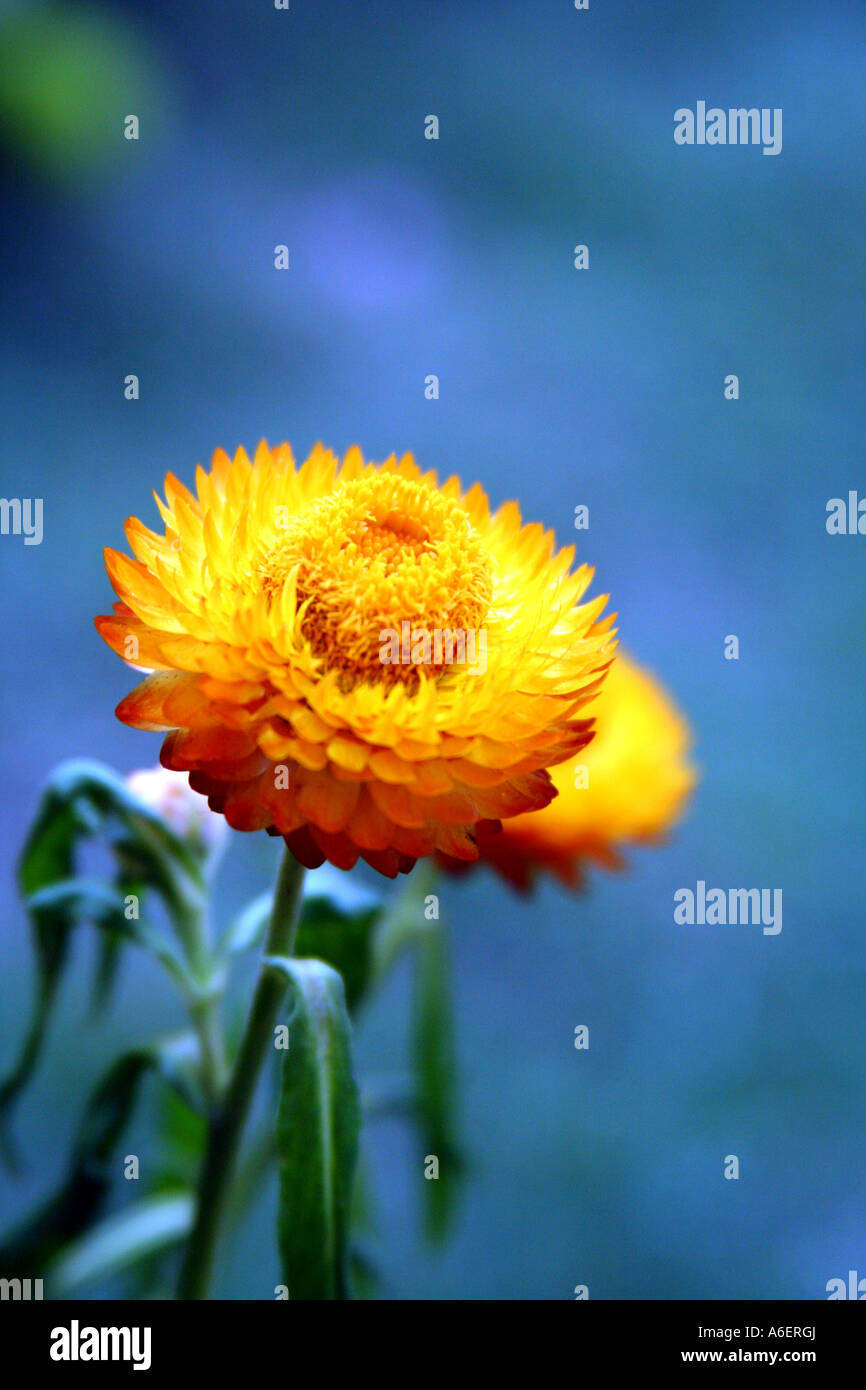 Yellow and orange Helichrysum bracteatum Strawflower Stock Photo - Alamy