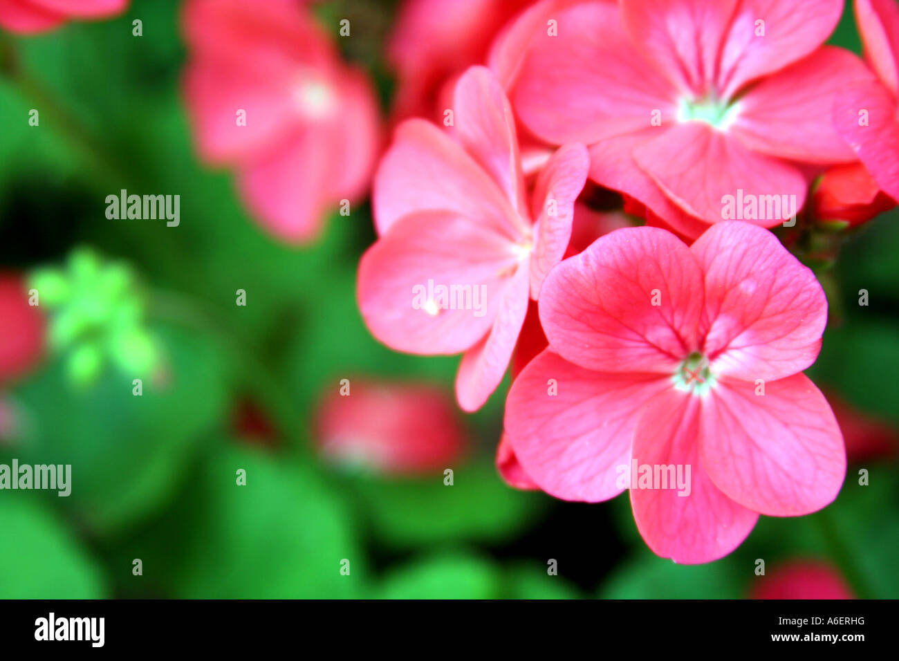 Deep pink geranium hi-res stock photography and images - Alamy