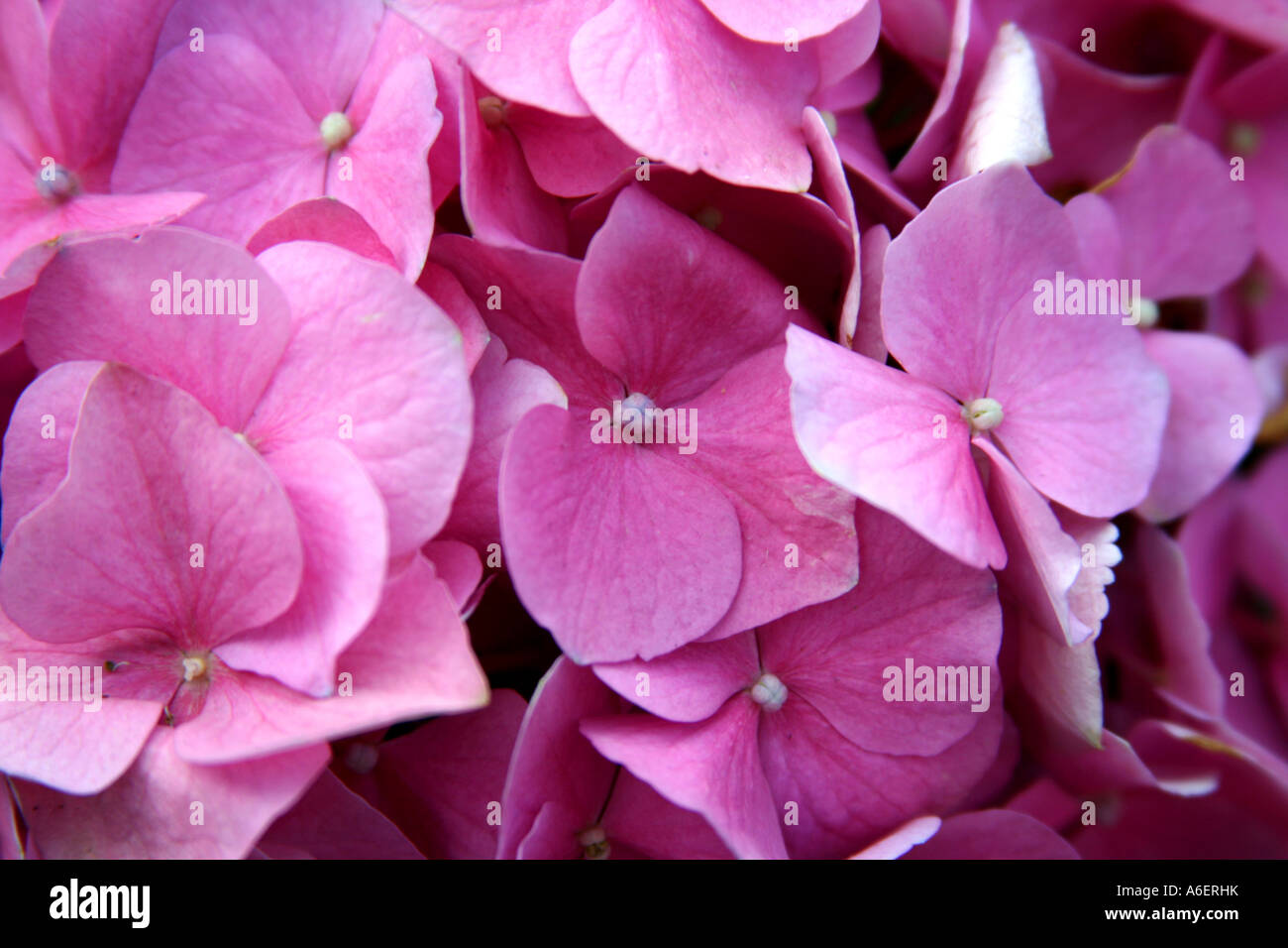 Deep Pink Hydrangea Hortensia Stock Photo - Alamy