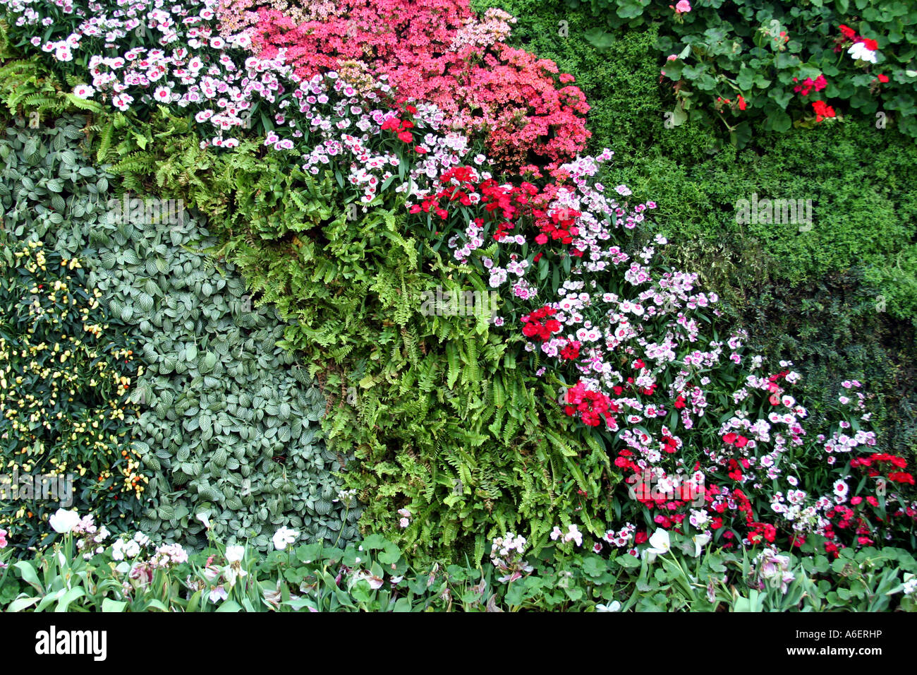 Red and Green Floral Wall in the Garden Stock Photo - Alamy