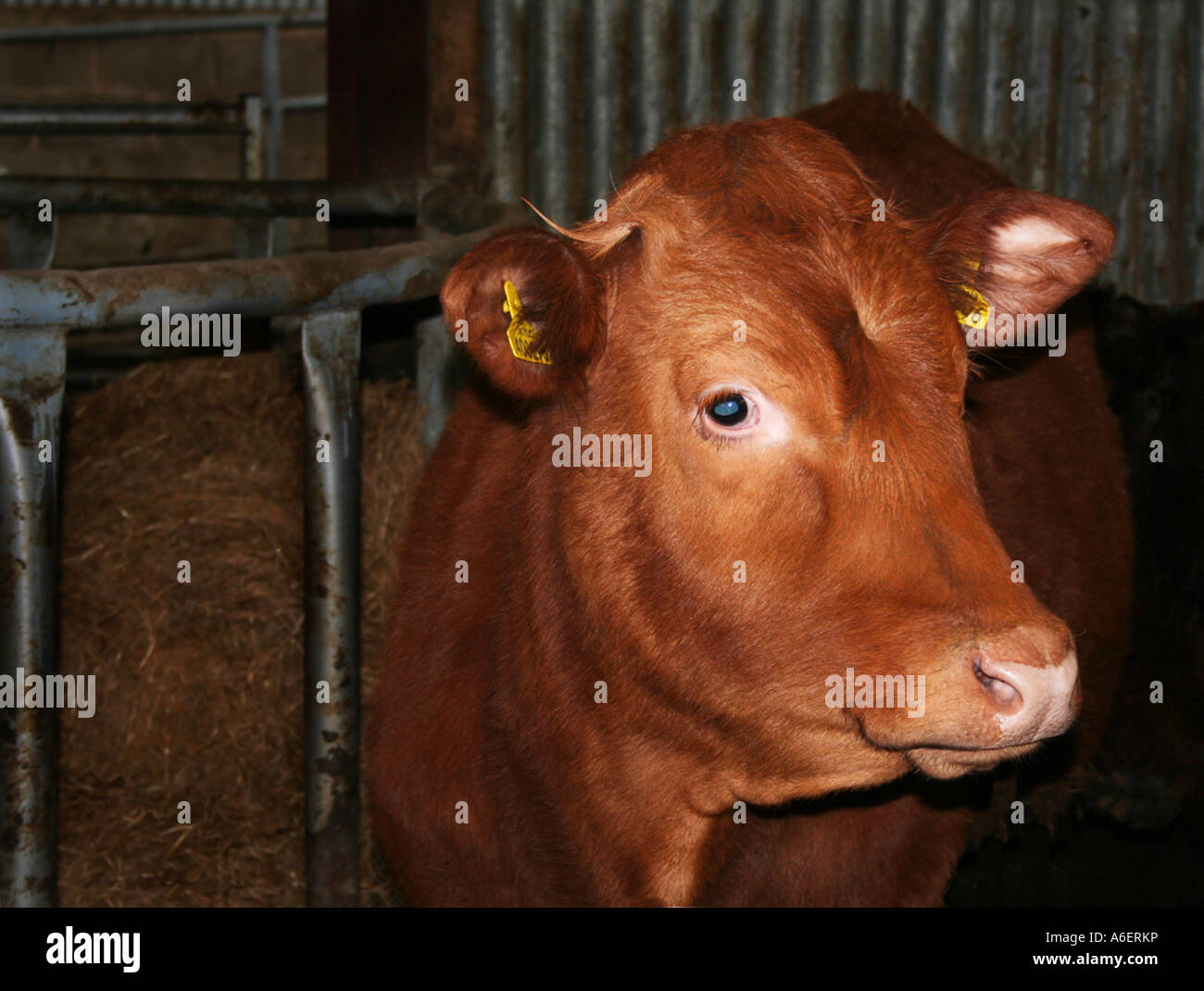 Red angus cow with yellow ear tags. Beef cattle. Barn interior. Farm in ...