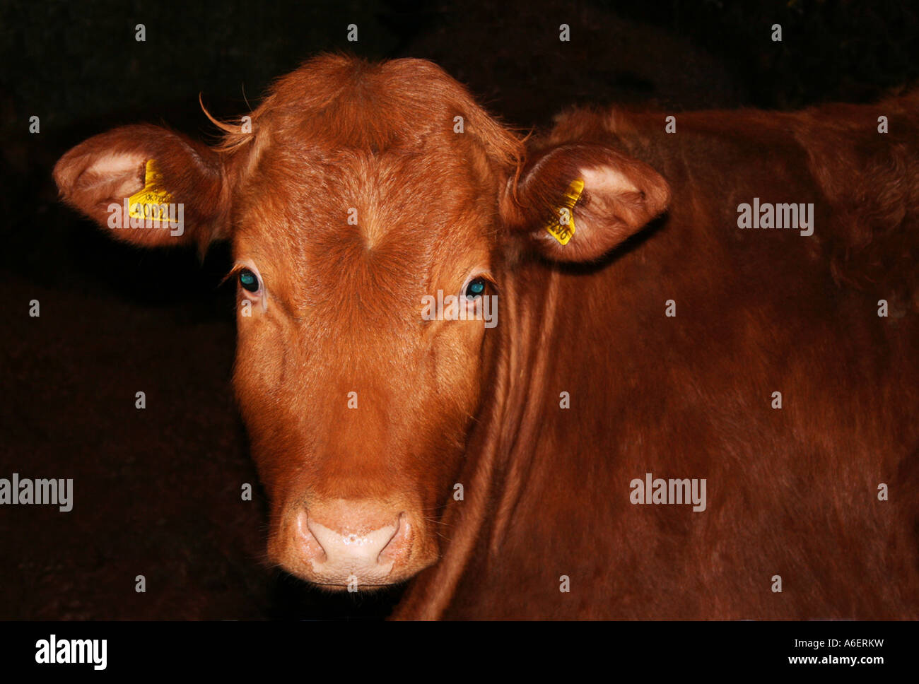 Red angus cow with yellow ear tags. Beef cattle. Barn interior. Farm in ...