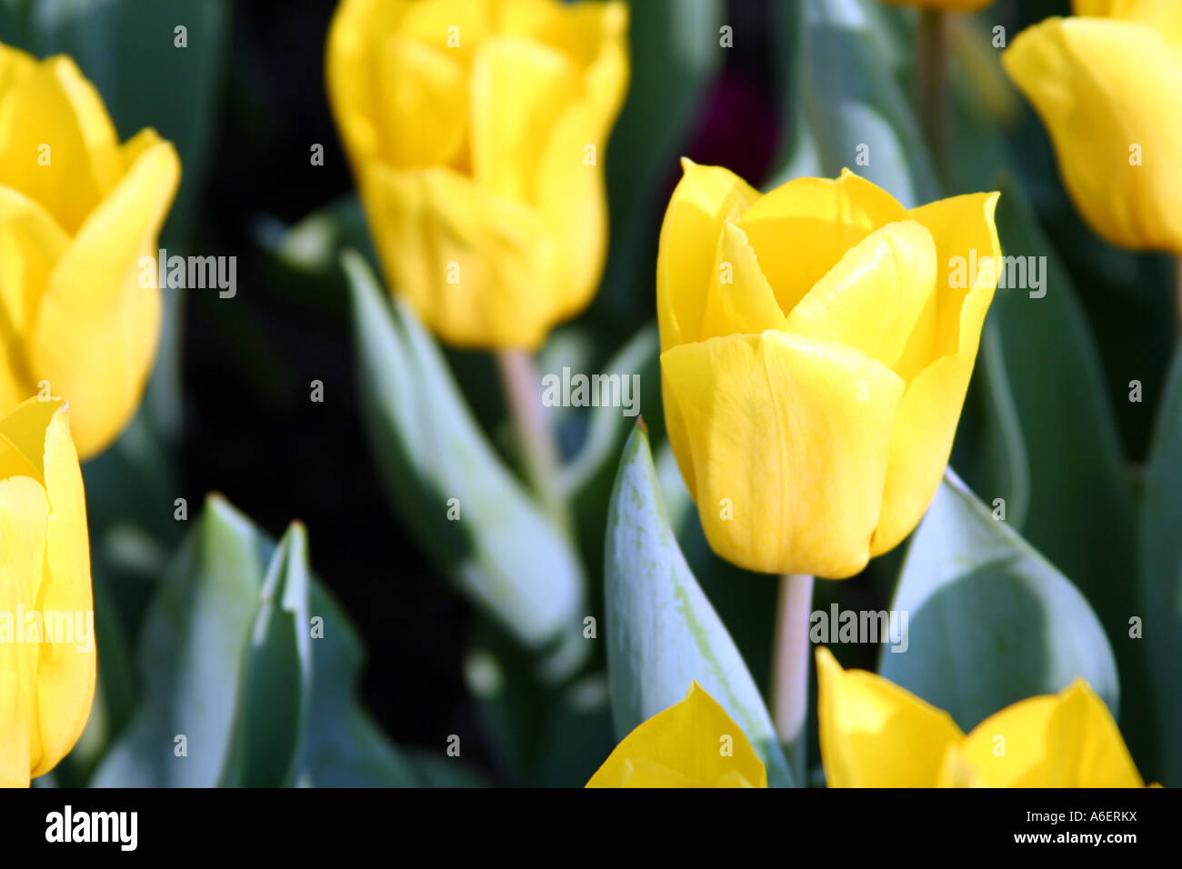 Beautiful Yellow Tulips Stock Photo - Alamy