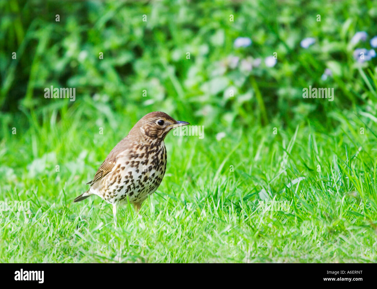 Thrush uk garden hi-res stock photography and images - Alamy