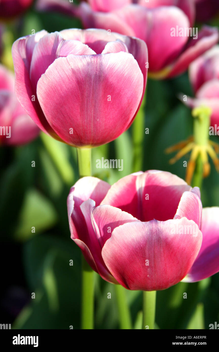 Pleasant gradation hi-res stock photography and images - Alamy