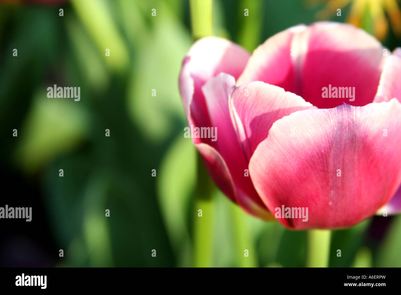 Beautiful Deep Pink Tulips Stock Photo - Alamy