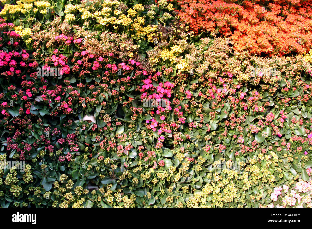 Beautiful Floral Wall Stock Photo - Alamy