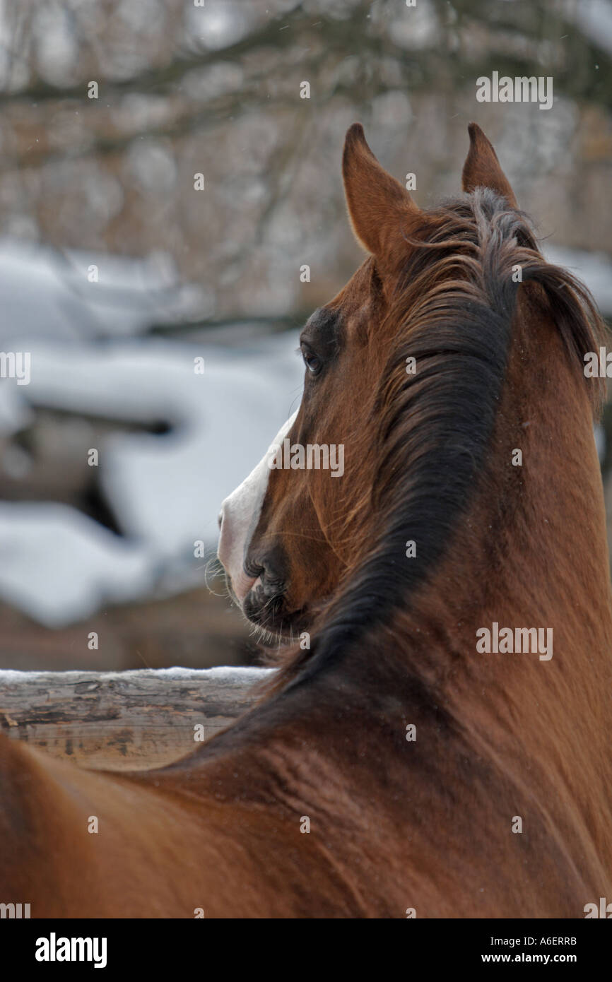 Red horse hi-res stock photography and images - Alamy