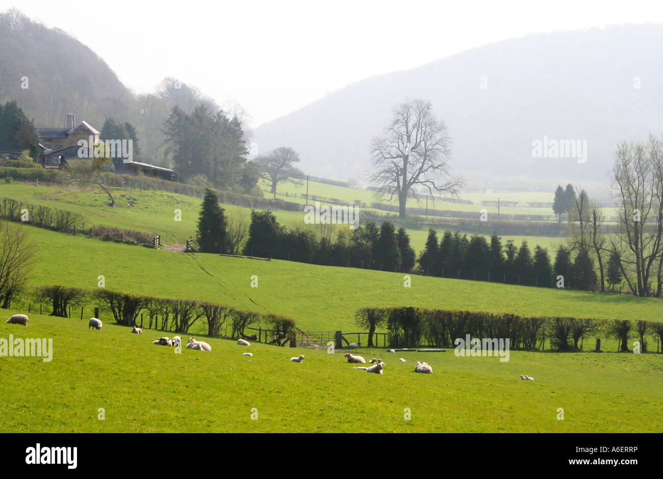 Beacon hills shrouded in mist. Powys. Mid Wales. UK. Welsh sheep farm ...