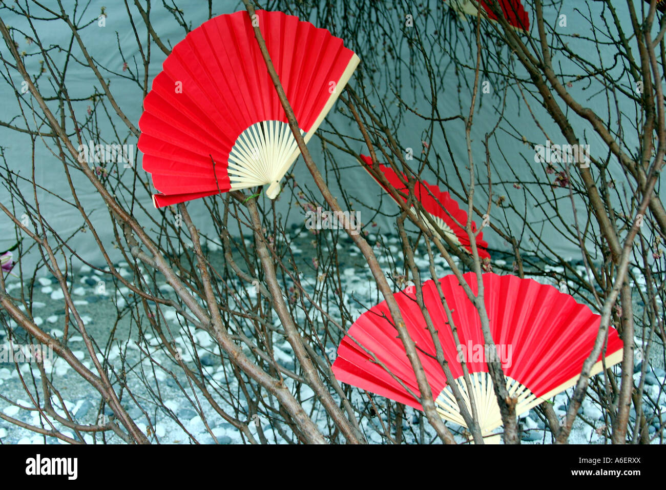 Oriental gardening: red fans in tree branches Stock Photo - Alamy